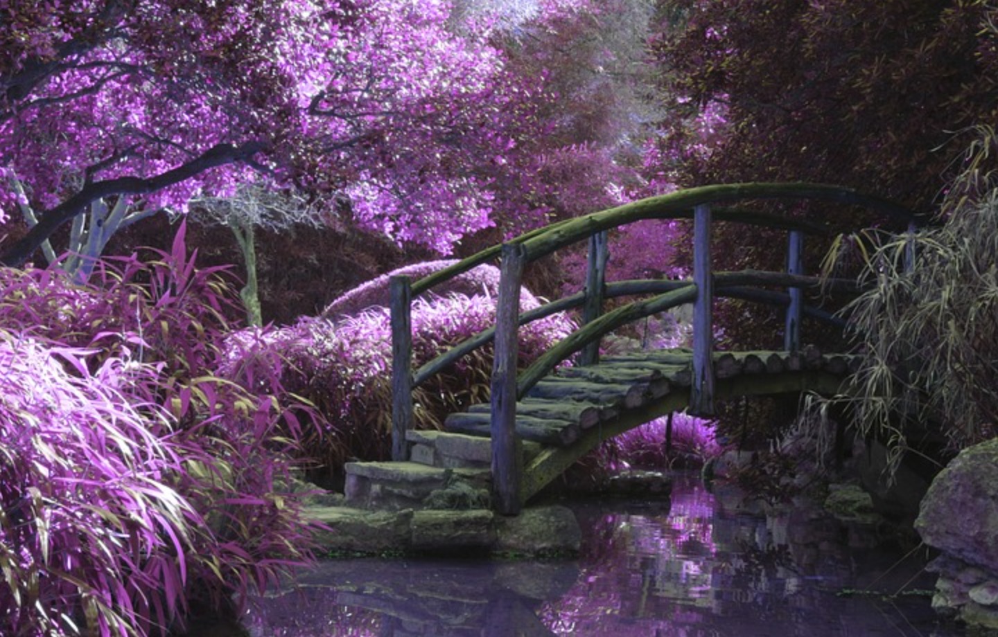 Water bridges in your Garden • Garden Consumers