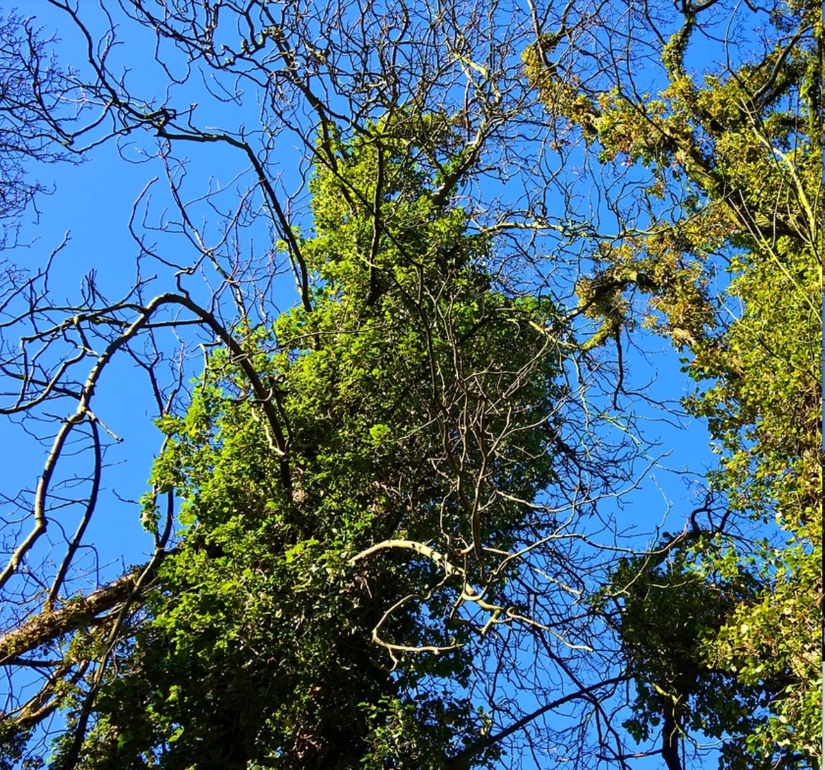 Ivy is it Good or Bad • Garden Consumers
